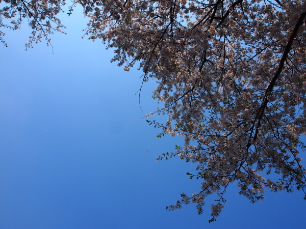 TPHOLIC - 자유게시판 - 좋은날에 일산 호수공원~~