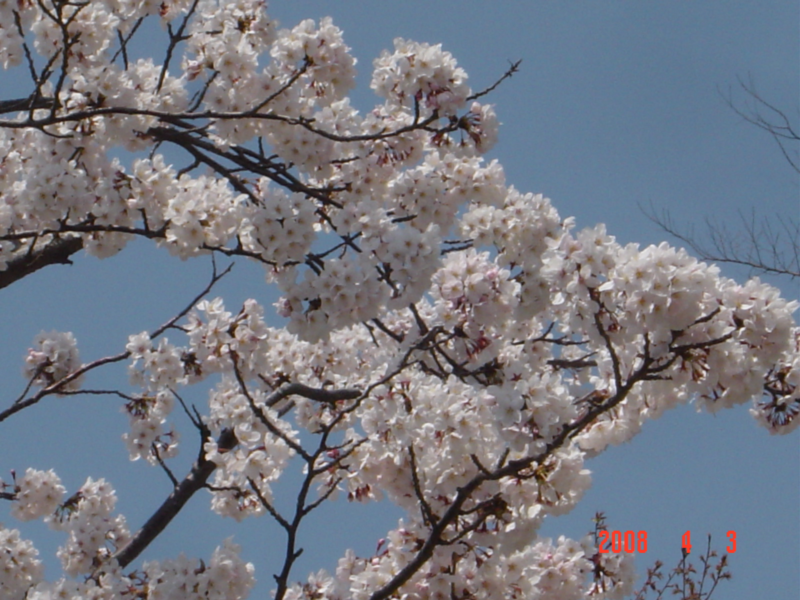 TPHOLIC - 자유게시판 - 벚꽃 구경 오세요~