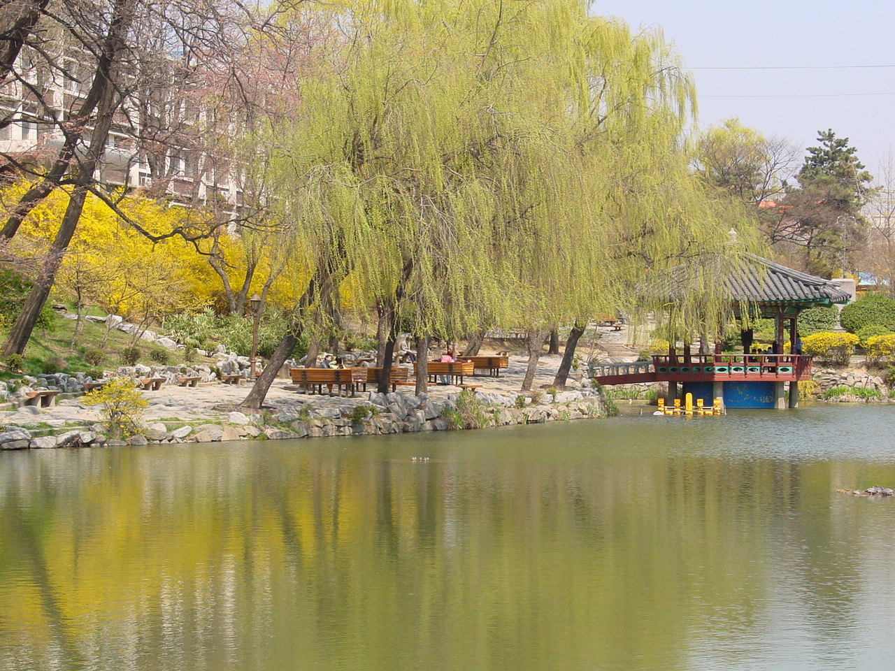 TPHOLIC - 자유게시판 - 교정에 ㅂㅓㅊ꽃이 피었습니다.