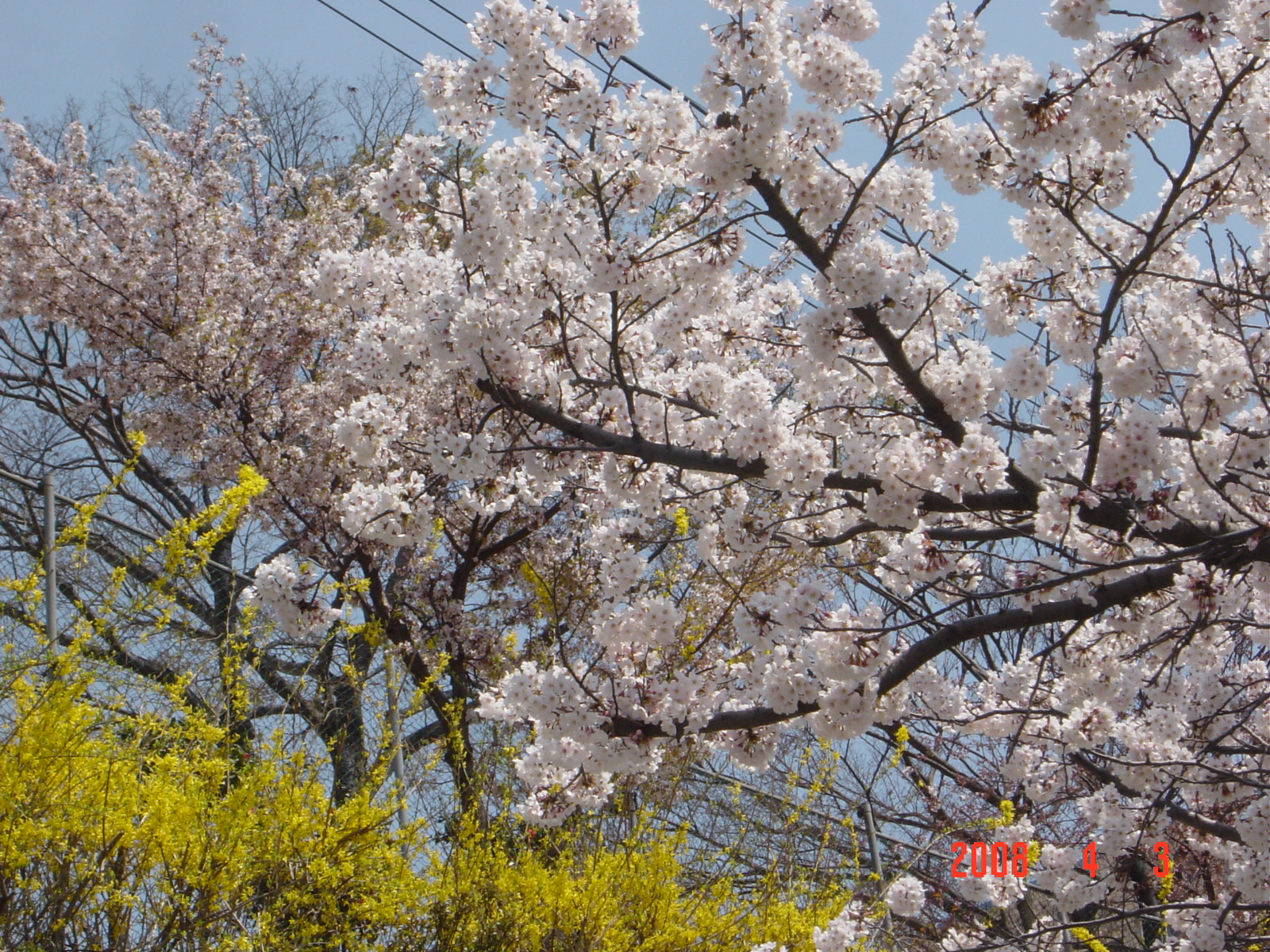 TPHOLIC - 자유게시판 - 벚꽃 구경 오세요~